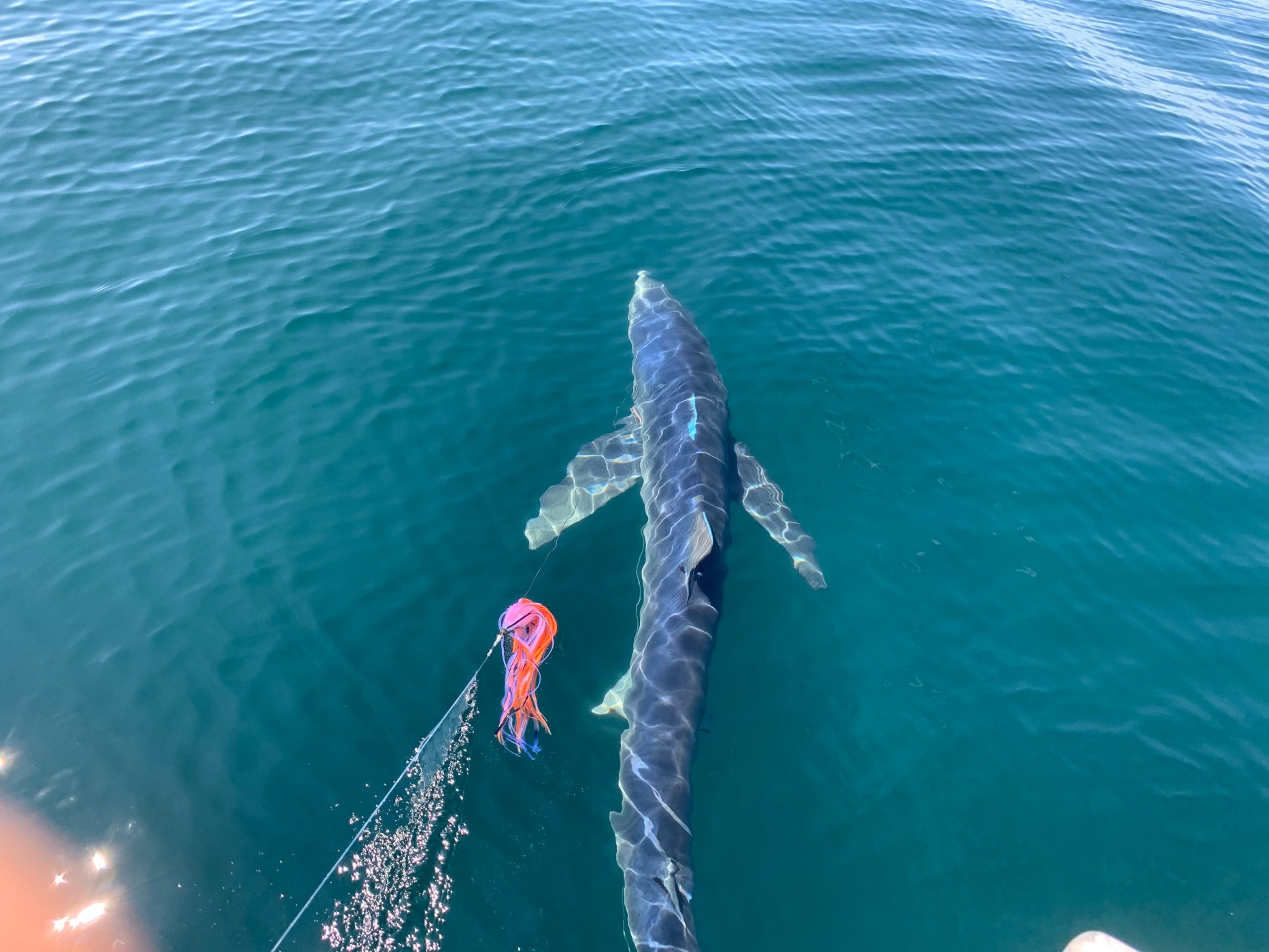 Plymouth Great White Shark Charter | Plymouth Charters